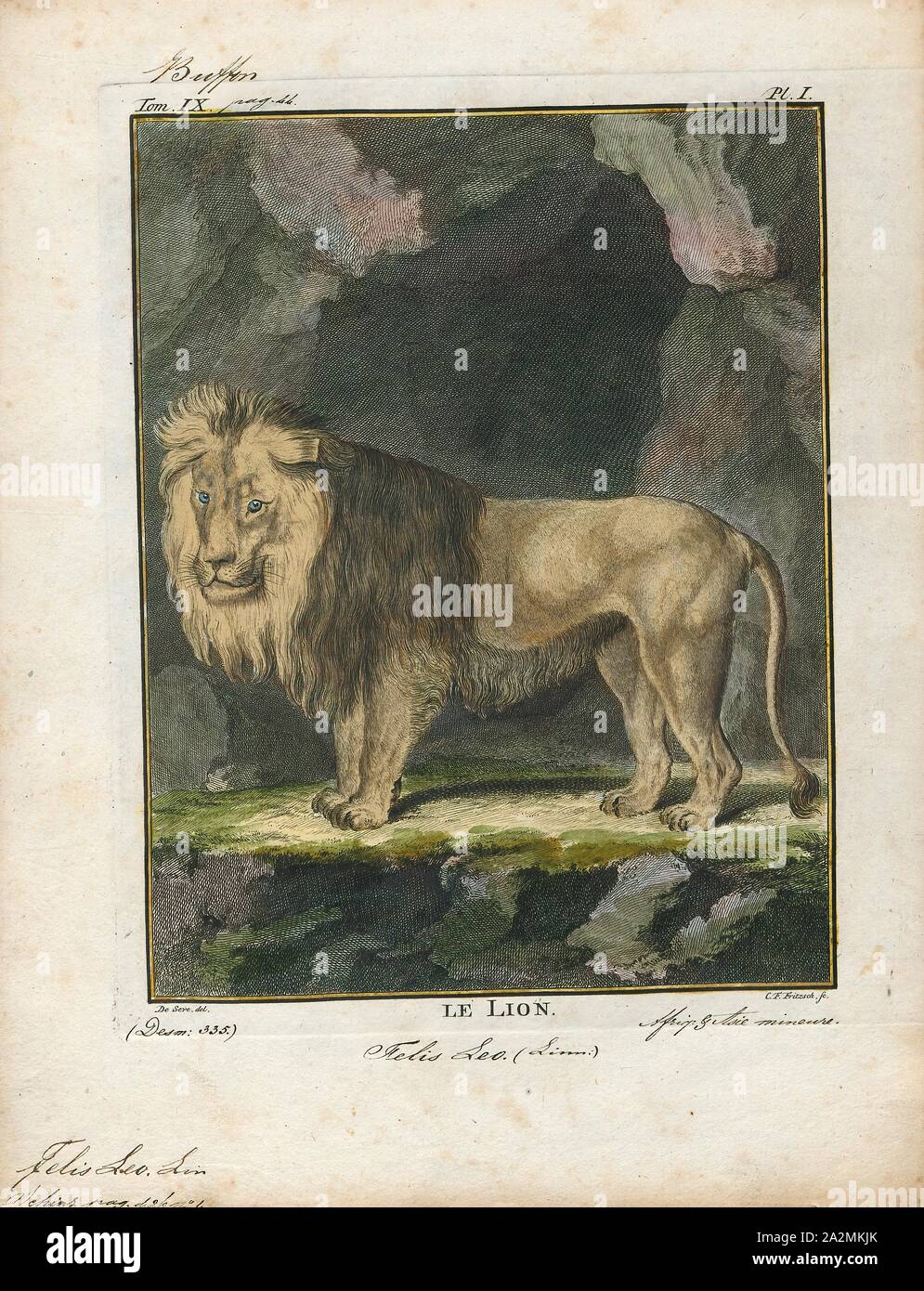Felis leo, Print, The lion (Panthera leo) is a species in the family ...