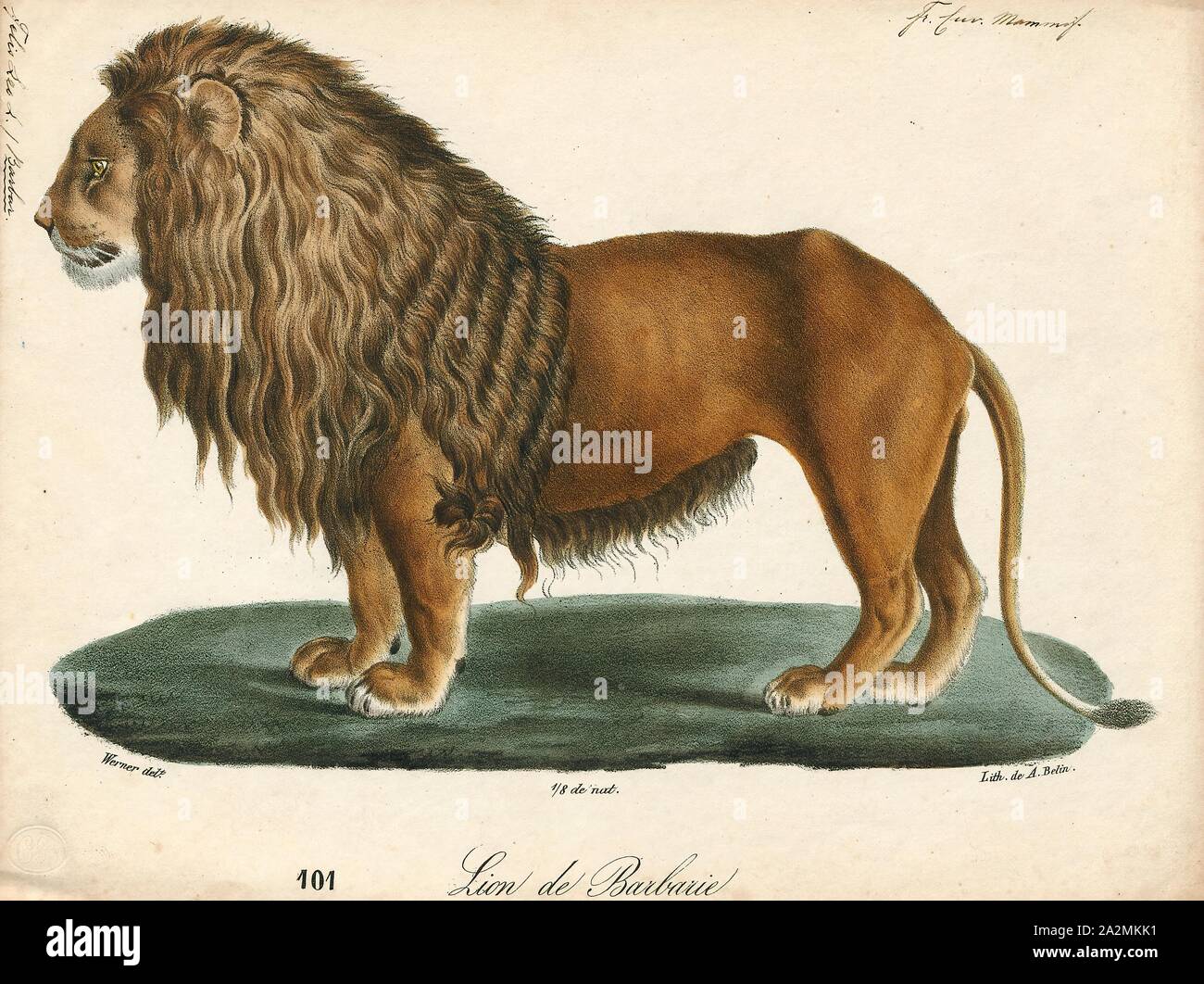 Male lions mane is the most recognisable feature hi-res stock ...