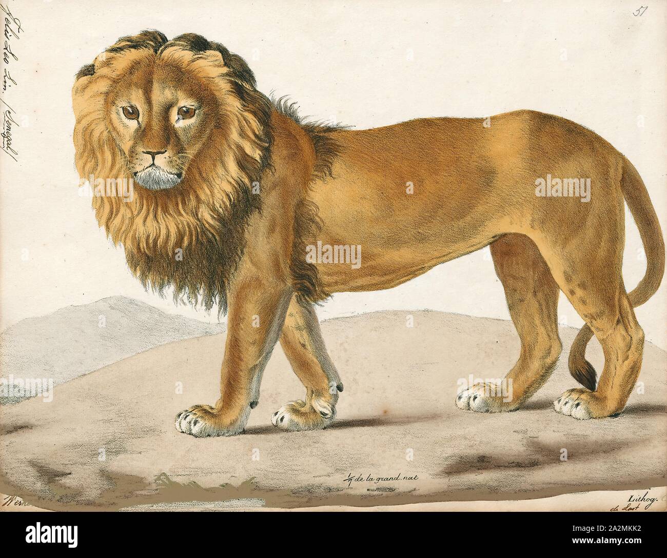 Felis leo, Print, The lion (Panthera leo) is a species in the family ...