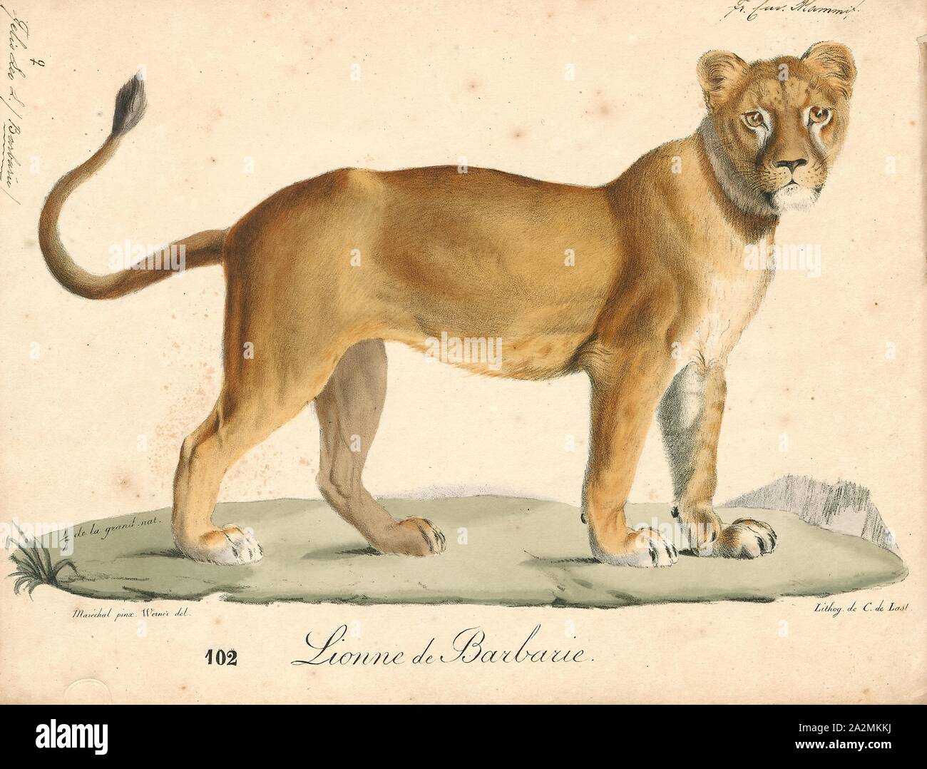Felis leo, Print, The lion (Panthera leo) is a species in the family ...