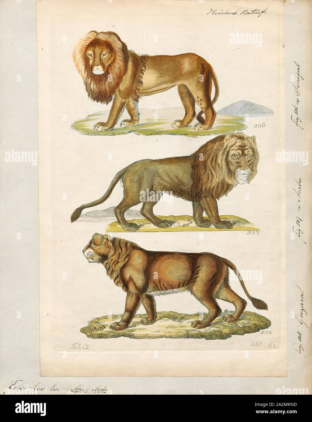 Male lions mane is the most recognisable feature hi-res stock ...