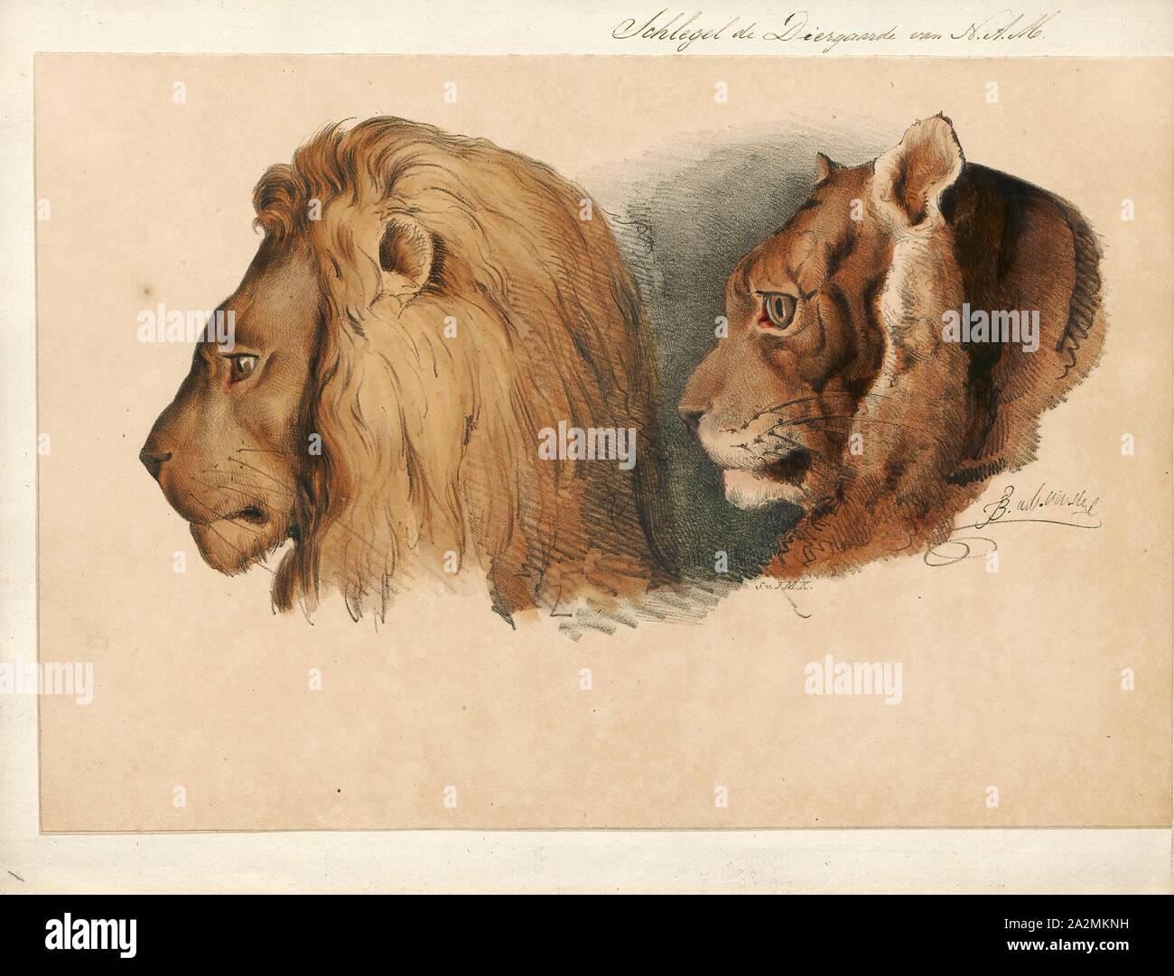 Felis leo, Print, The lion (Panthera leo) is a species in the family ...