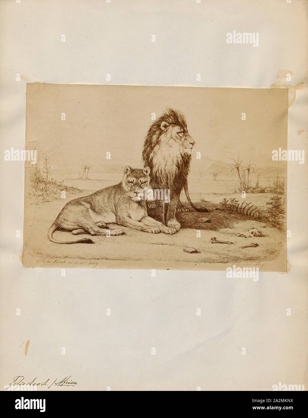 Felis leo lion hi-res stock photography and images - Alamy