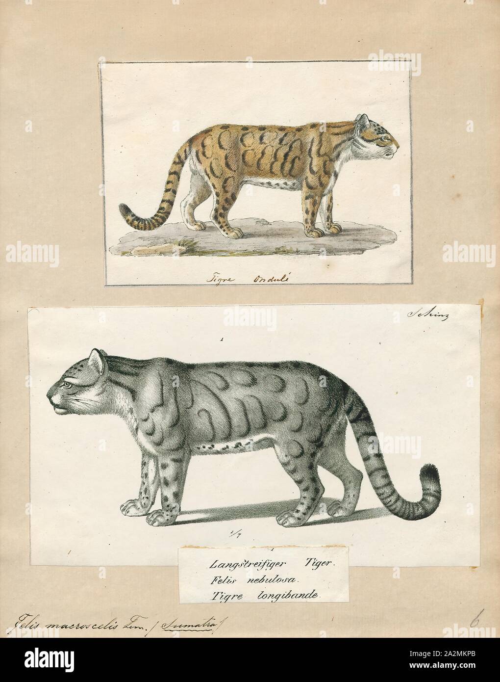 Felis macroscelis, Print, Felis is a genus of small and medium-sized ...