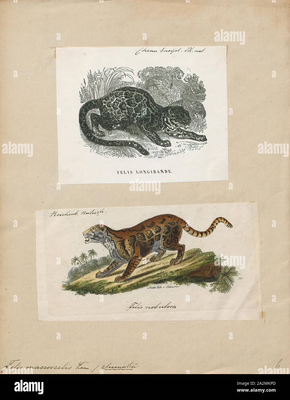 Felis macroscelis, Print, Felis is a genus of small and medium-sized ...