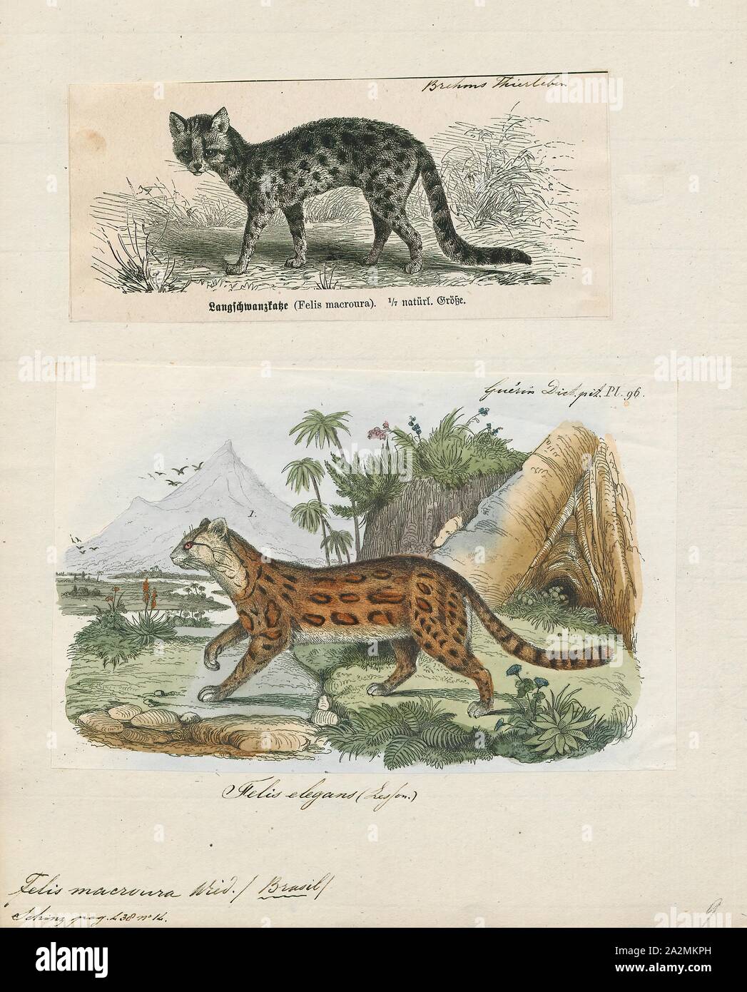 Felis macroura, Print, Felis is a genus of small and medium-sized cat ...