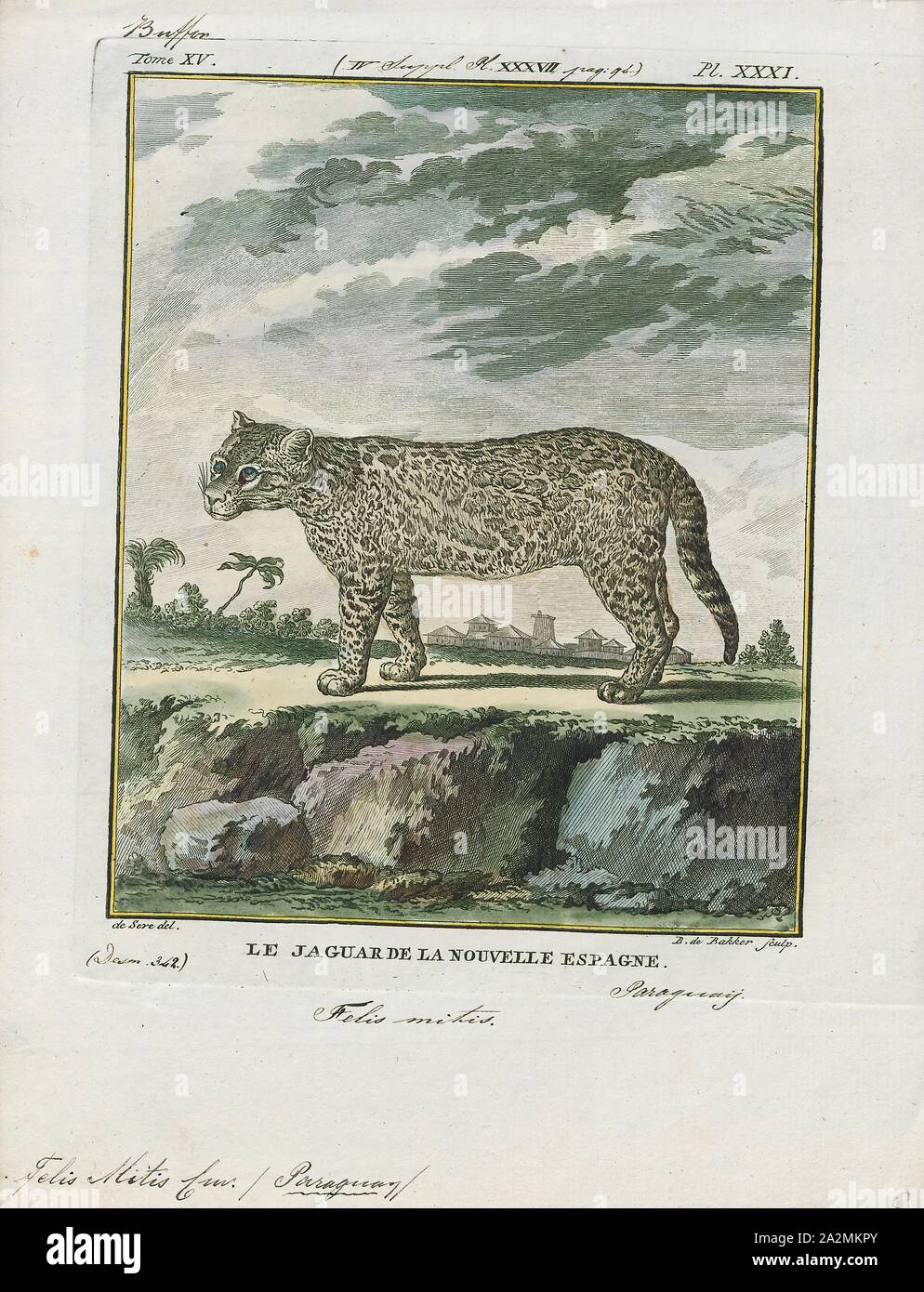 Felis mitis, Print, Felis is a genus of small and medium-sized cat ...