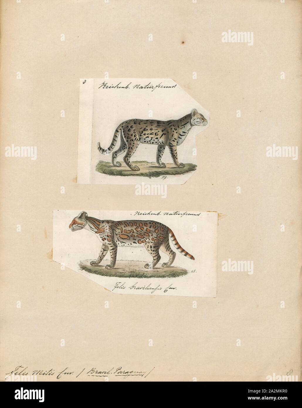 Felis mitis, Print, Felis is a genus of small and medium-sized cat ...