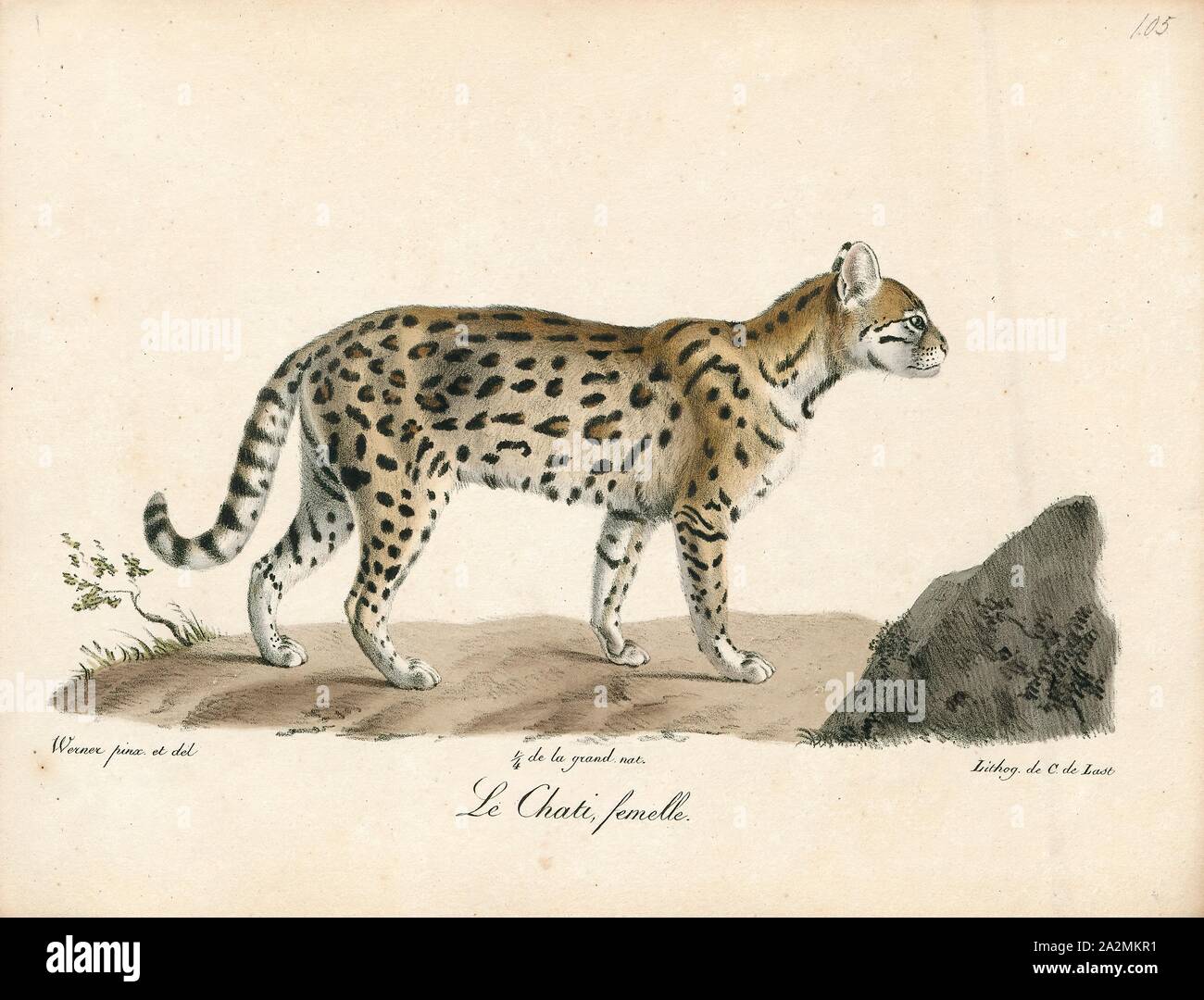 Felis mitis, Print, Felis is a genus of small and medium-sized cat ...