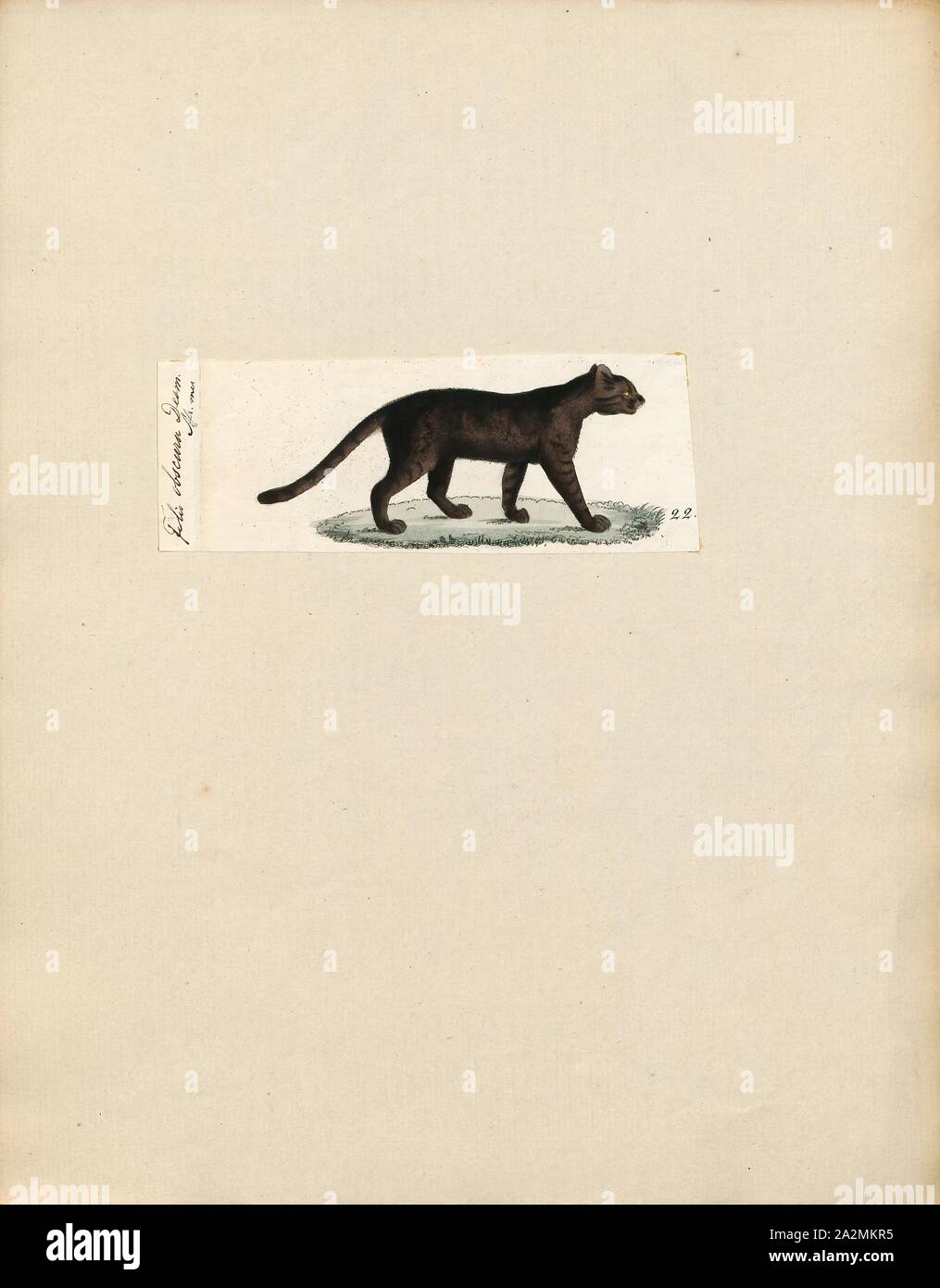 Felis obscura, Print, Felis is a genus of small and medium-sized cat ...
