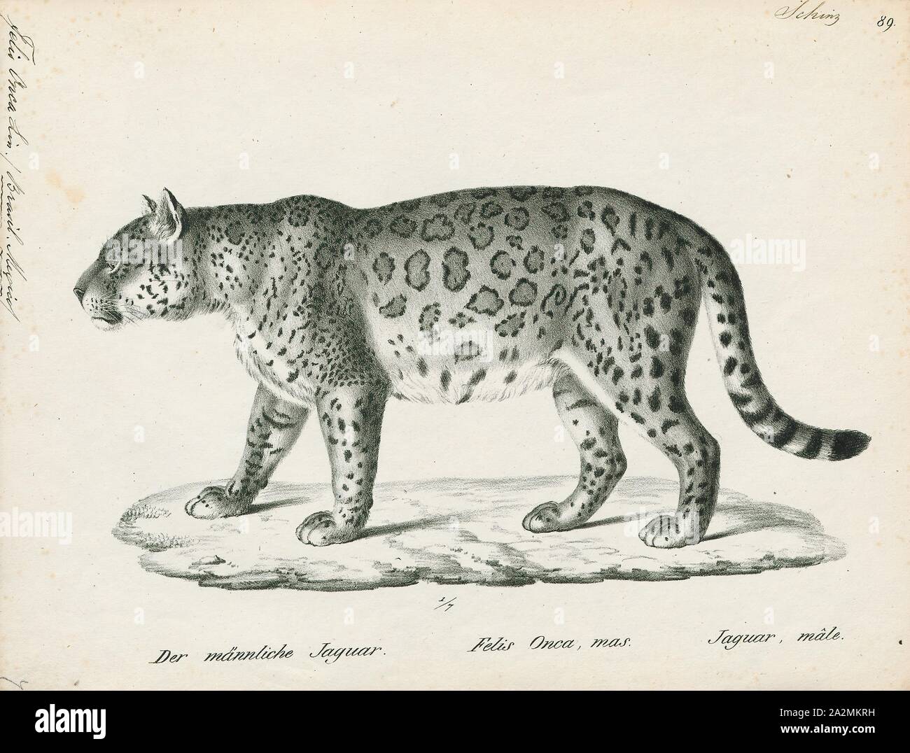 Felis onca, Print, The jaguar (Panthera onca) is a large felid species ...