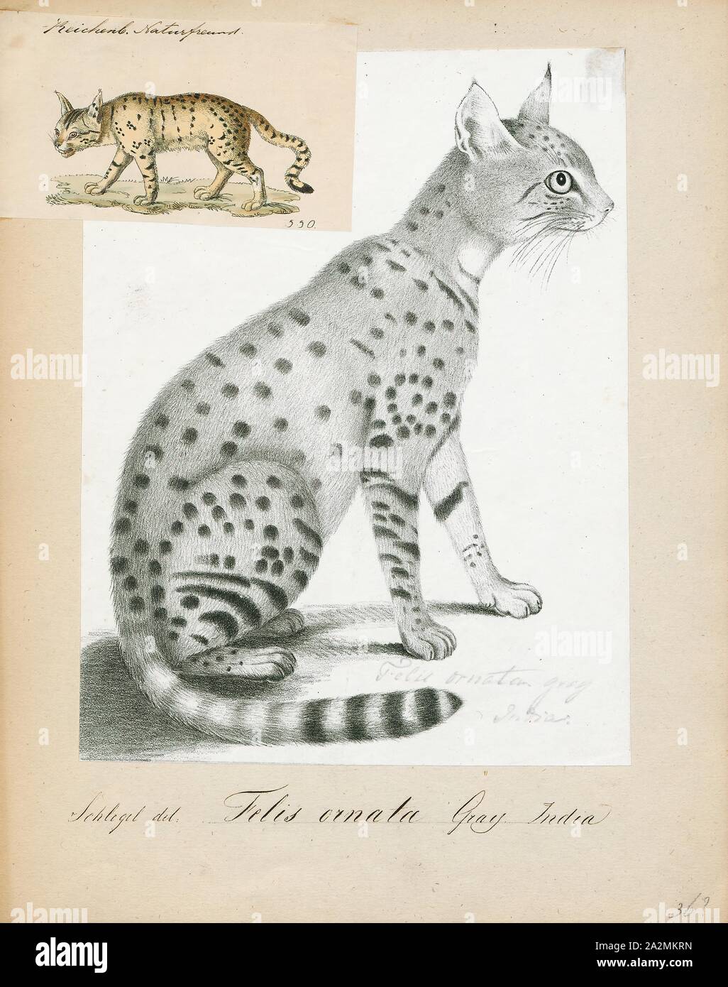 Felis ornata, Print, Felis is a genus of small and medium-sized cat ...