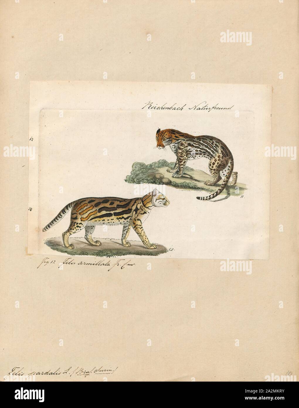 Felis pardalis, Print, Felis is a genus of small and medium-sized cat ...