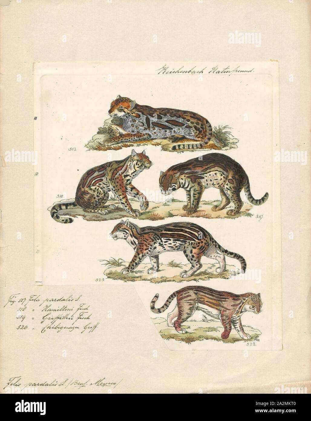 Felis pardalis, Print, Felis is a genus of small and medium-sized cat ...