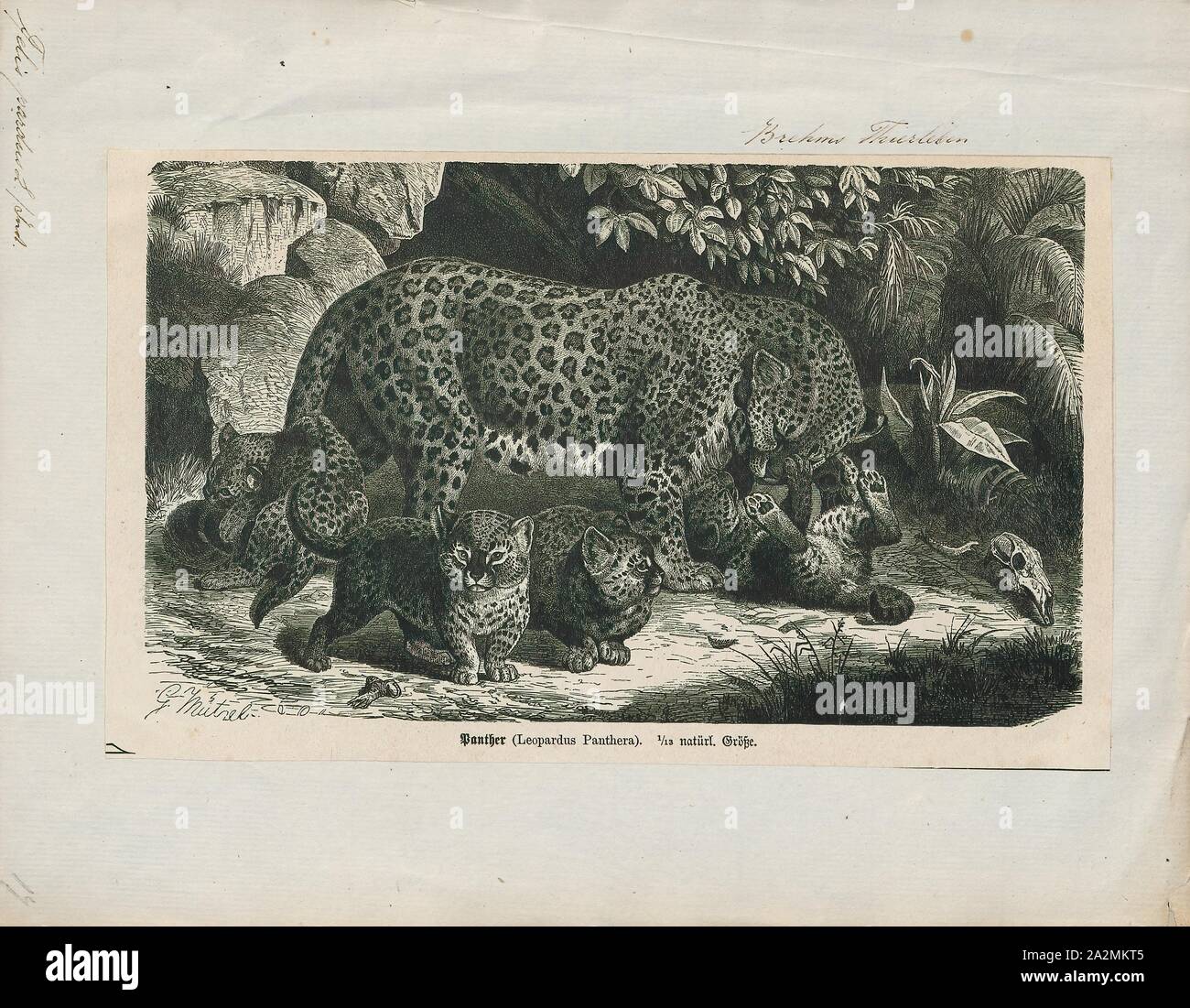 Felis pardus, Print, The leopard (Panthera pardus) is one of the five ...