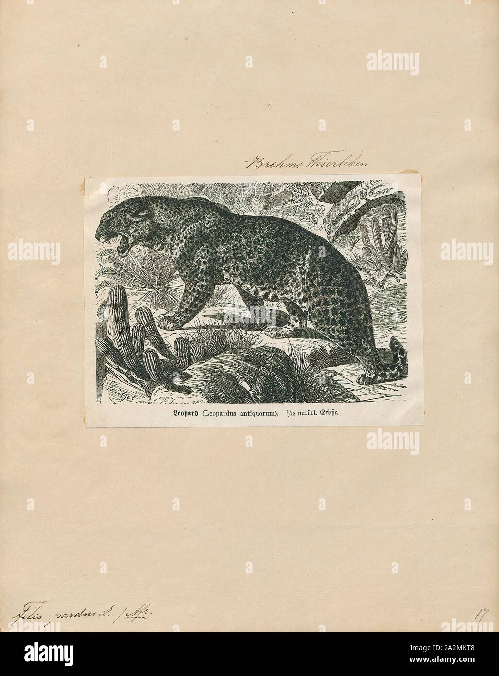 Indian sub species hi-res stock photography and images - Alamy