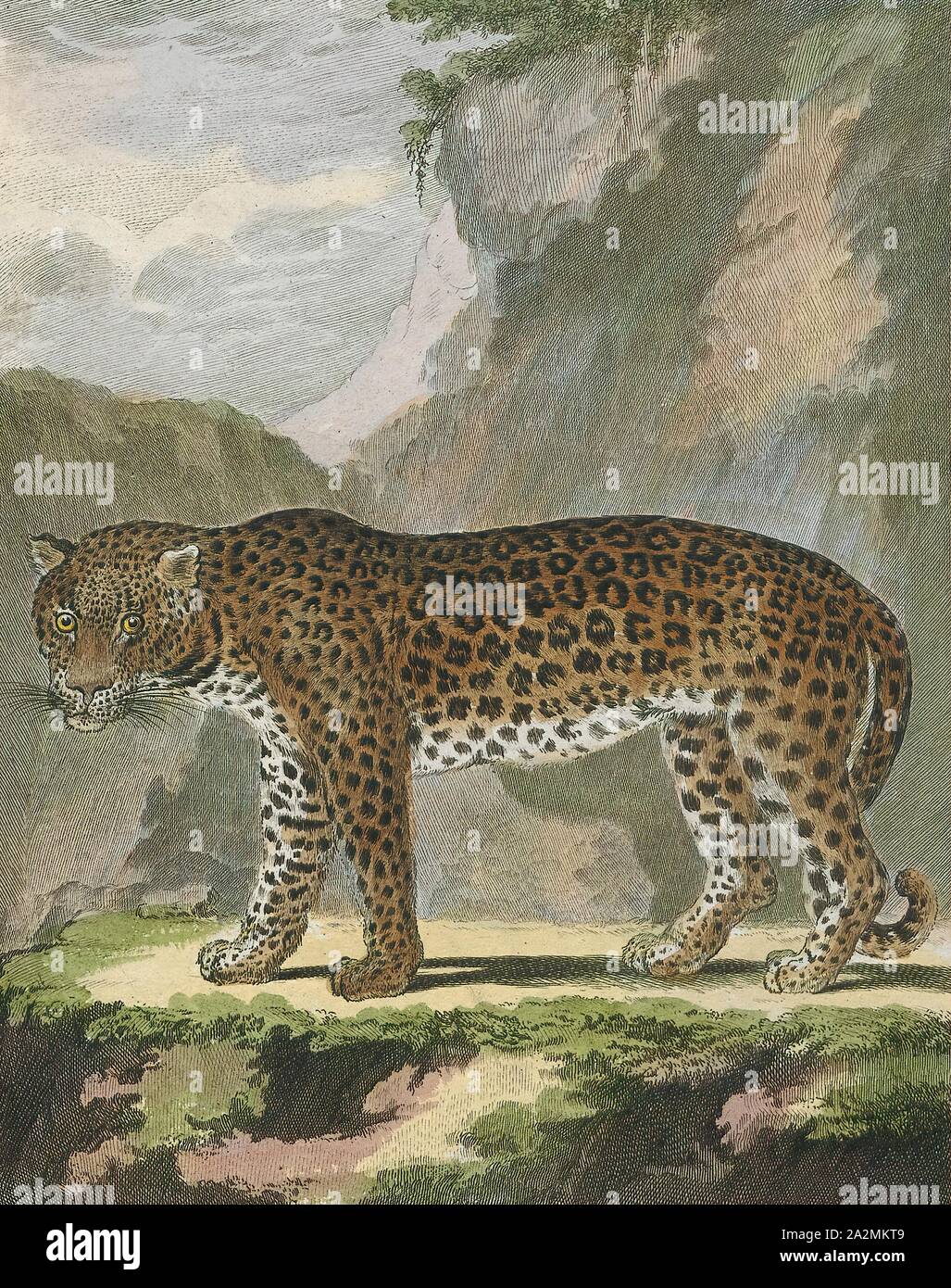 Felis pardus, Print, The leopard (Panthera pardus) is one of the five ...