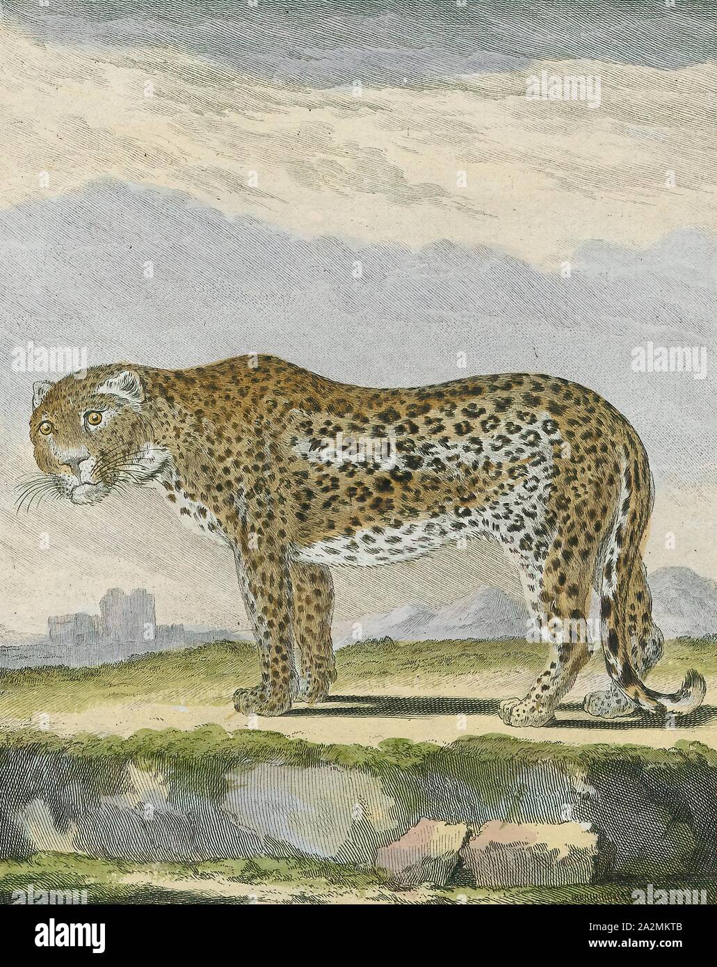 Felis pardus, Print, The leopard (Panthera pardus) is one of the five ...