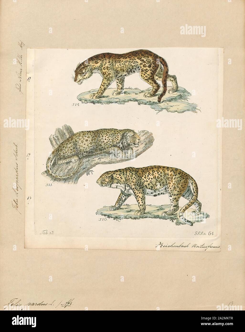 Felis pardus, Print, The leopard (Panthera pardus) is one of the five ...