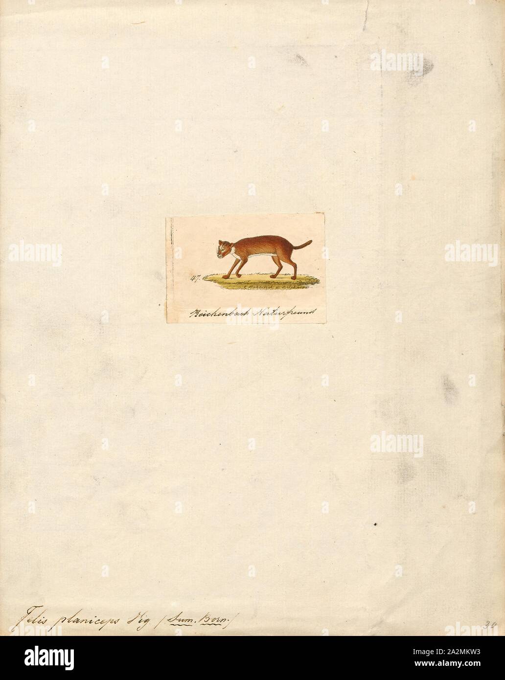 Listed as endangered on the iucn red list since 2008 hi-res stock ...