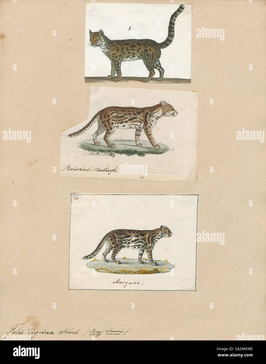 Felis tigrina, Print, The oncilla (Leopardus tigrinus), also known as ...