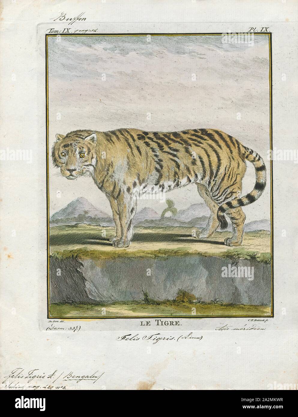 Felis tigris, Print, The tiger (Panthera tigris) is the largest species ...