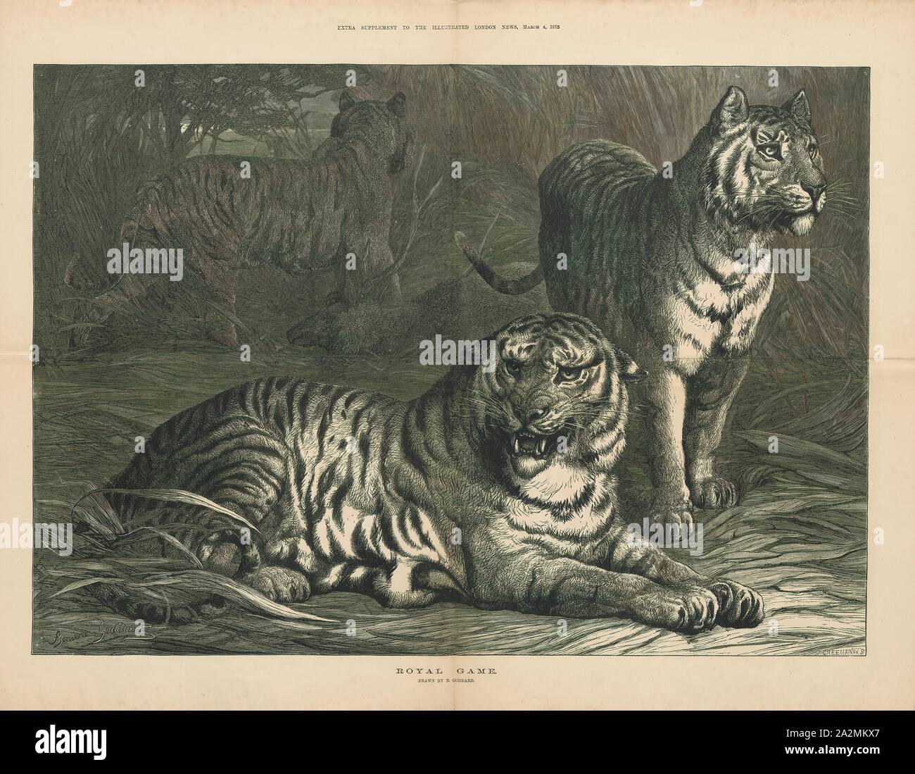 Felis tigris, Print, The tiger (Panthera tigris) is the largest species ...