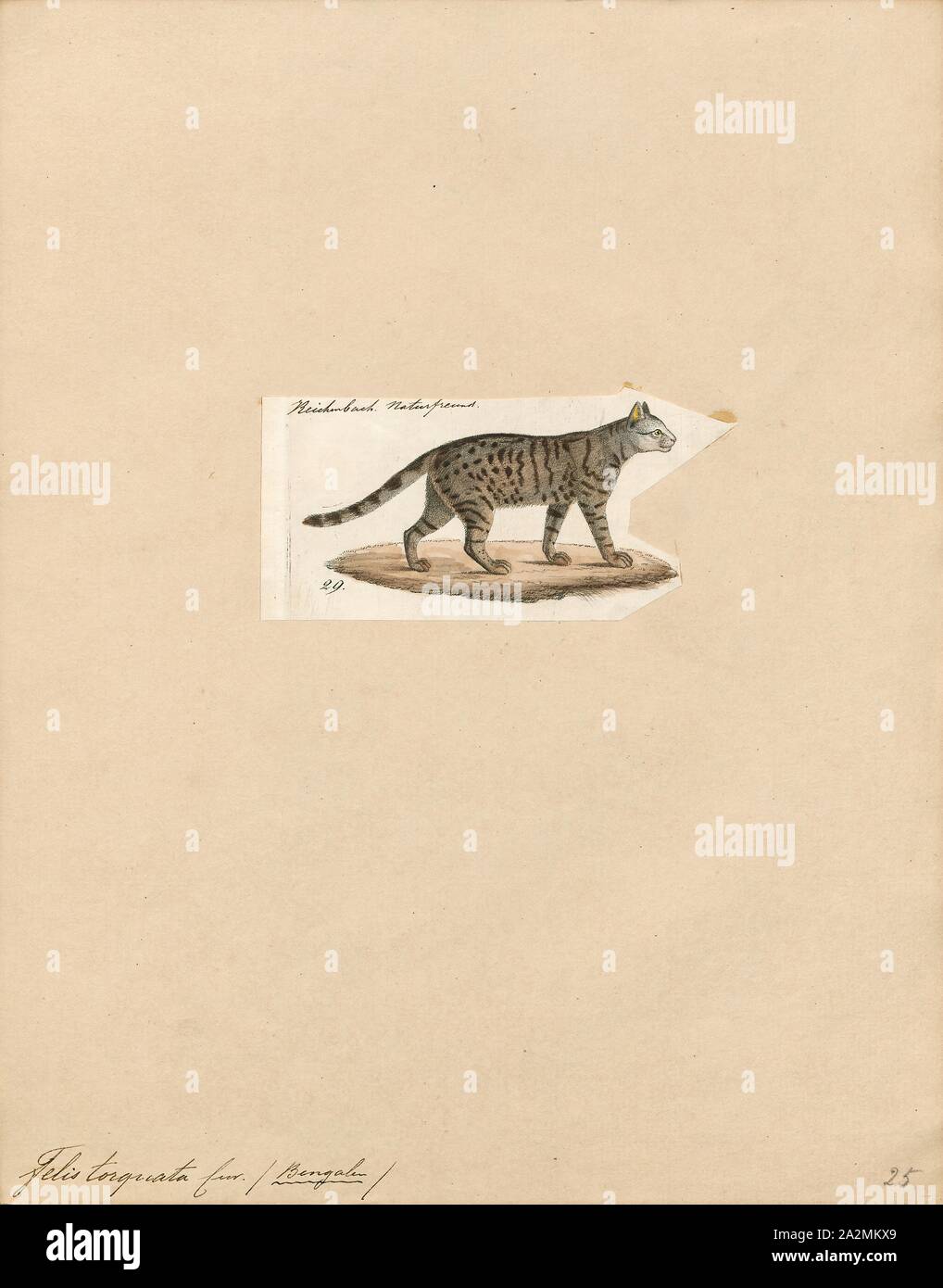 Felis torquata, Print, Felis is a genus of small and medium-sized cat ...