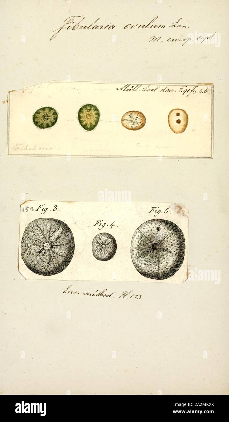 Fibularia ovulum hi-res stock photography and images - Alamy