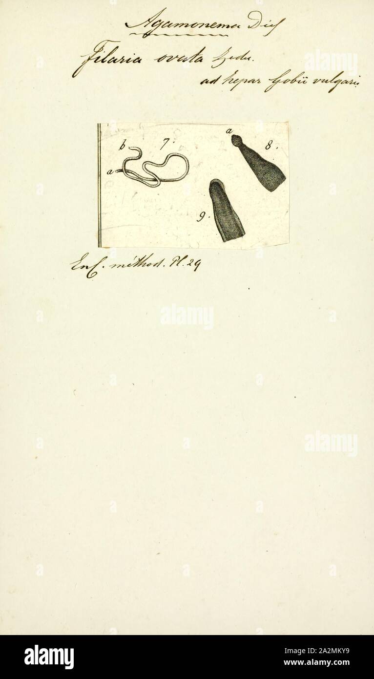 Filaria ovata, Print, The Filarioidea are a superfamily of highly ...