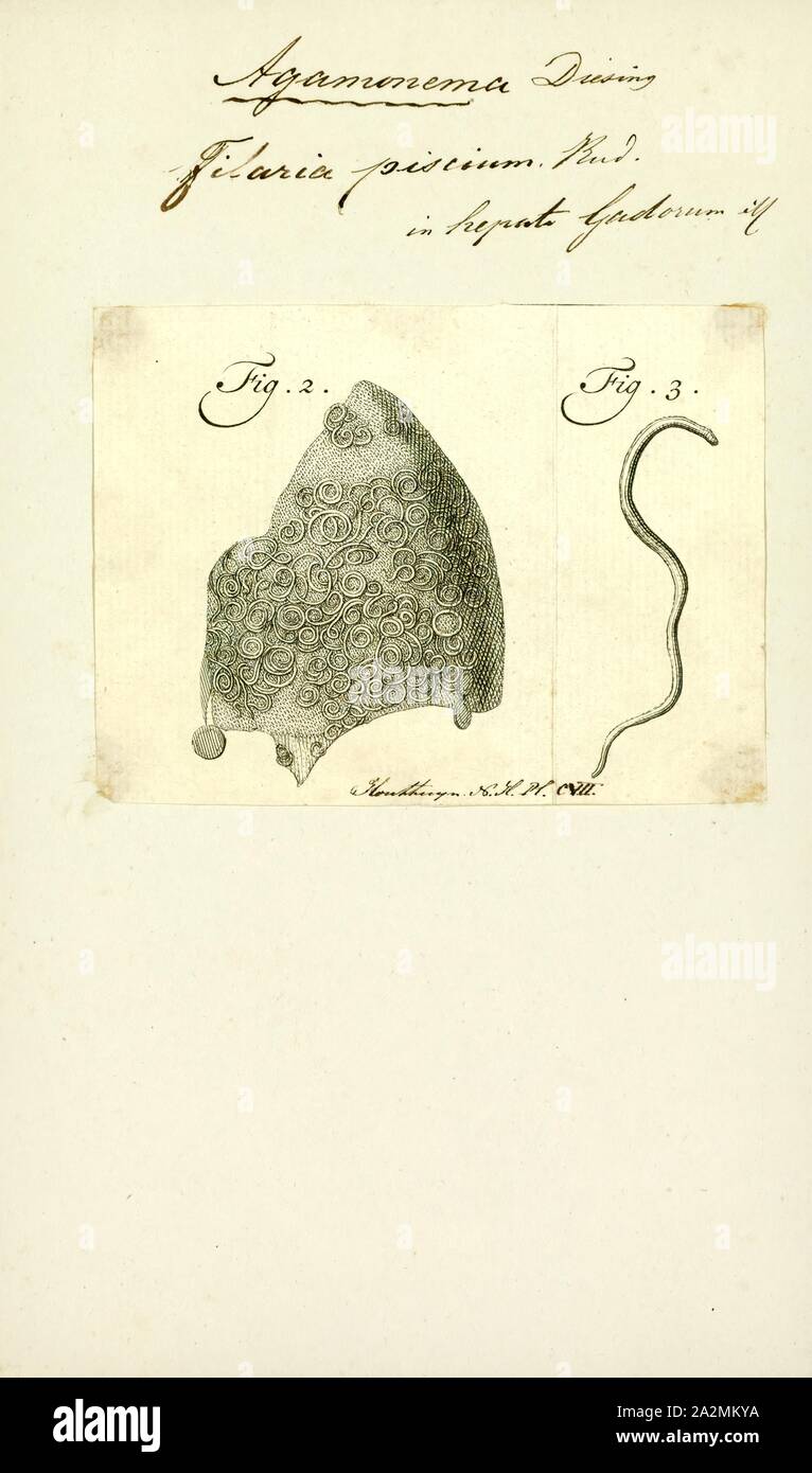 Filarial nematodes hi-res stock photography and images - Alamy