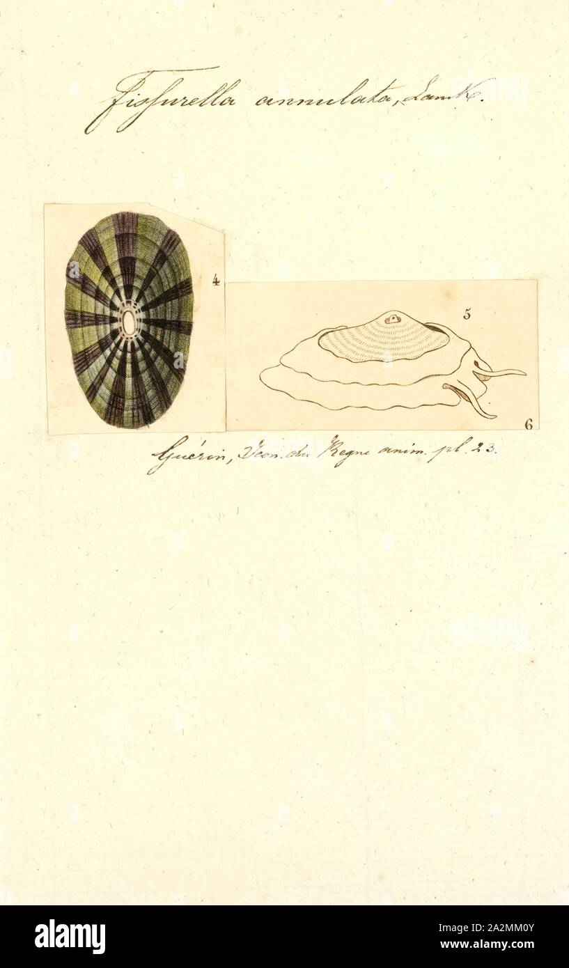 Fissurella annulata, Print, Fissurella is a genus of small to medium ...