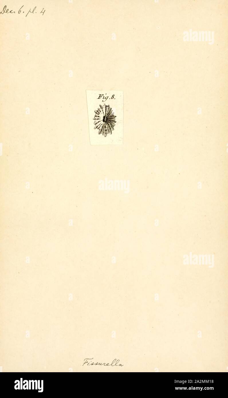 Family fissurellidae hi-res stock photography and images - Alamy