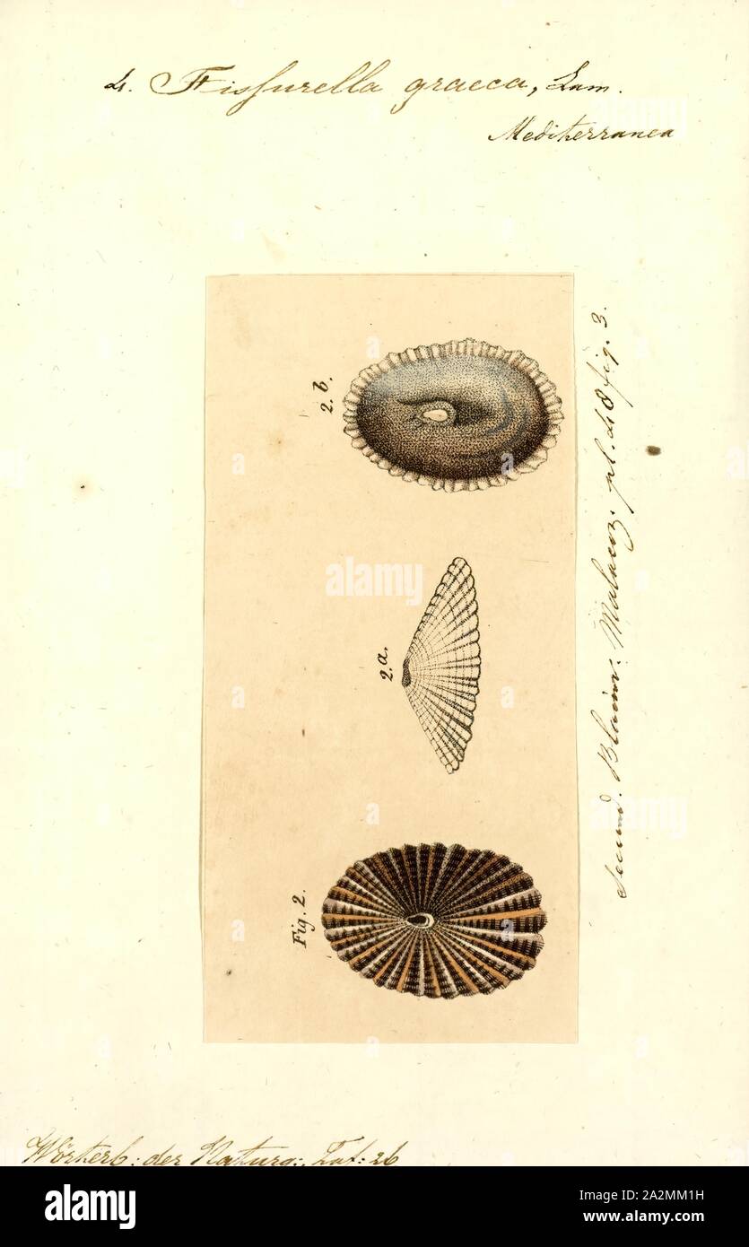 Family fissurellidae hi-res stock photography and images - Alamy