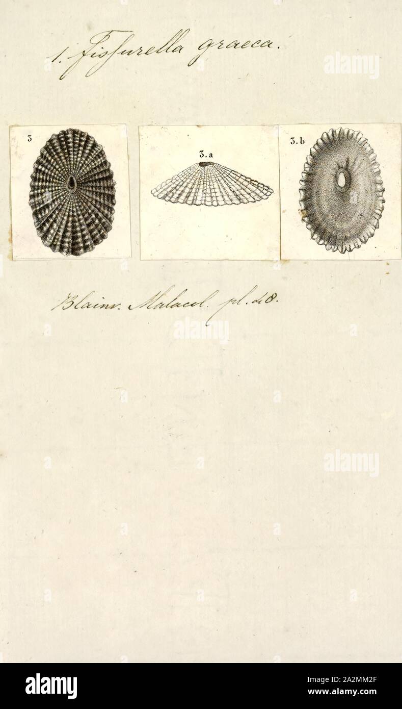 Family fissurellidae hi-res stock photography and images - Alamy