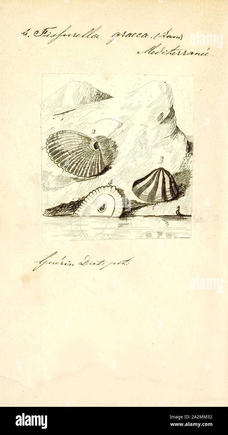 Family fissurellidae hi-res stock photography and images - Alamy