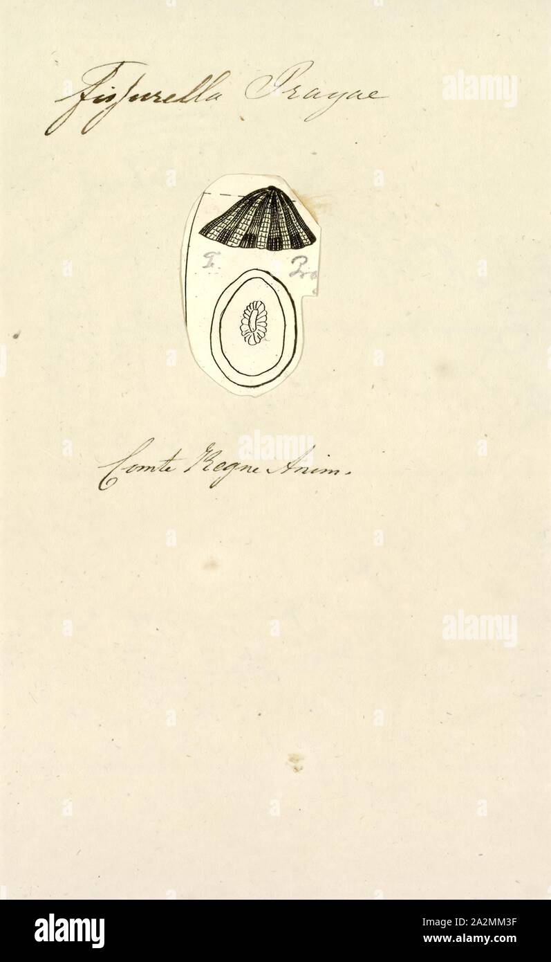 Fissurella pragae hi-res stock photography and images - Alamy