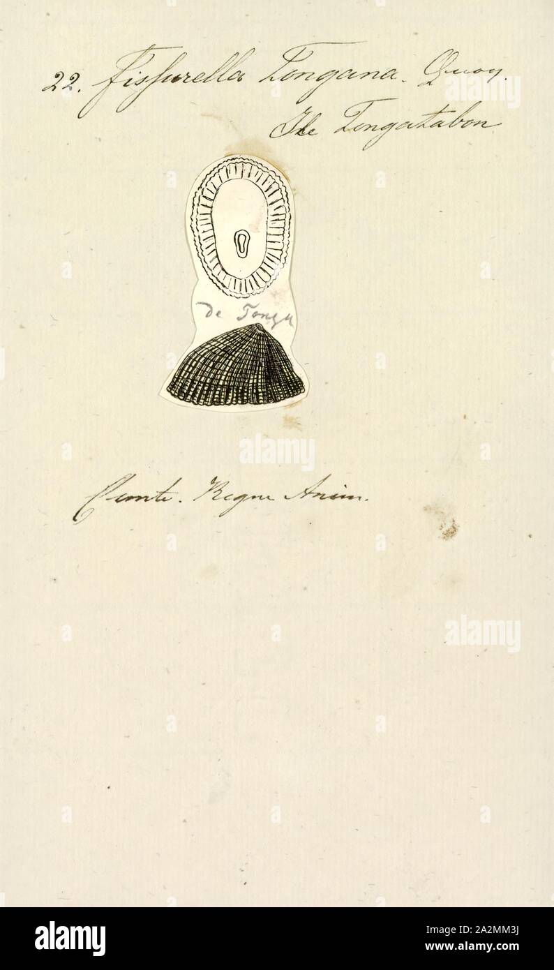 Fissurella tongana, Print, Fissurella is a genus of small to medium ...