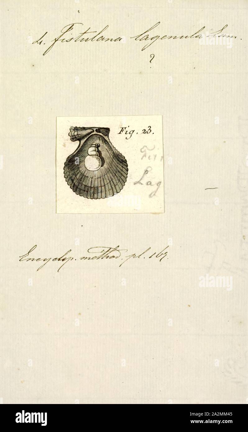 Fistulana lagenula hi-res stock photography and images - Alamy