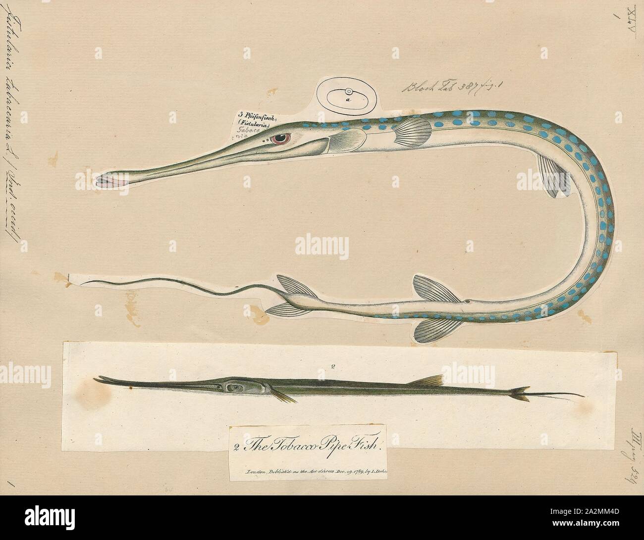 Fistularia tabaccaria, Print, Cornetfish, The cornetfishes or ...