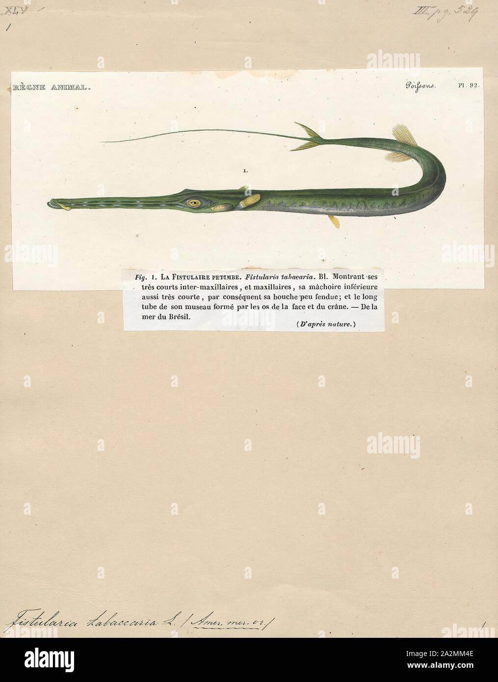 Fistularia tabaccaria, Print, Cornetfish, The cornetfishes or ...