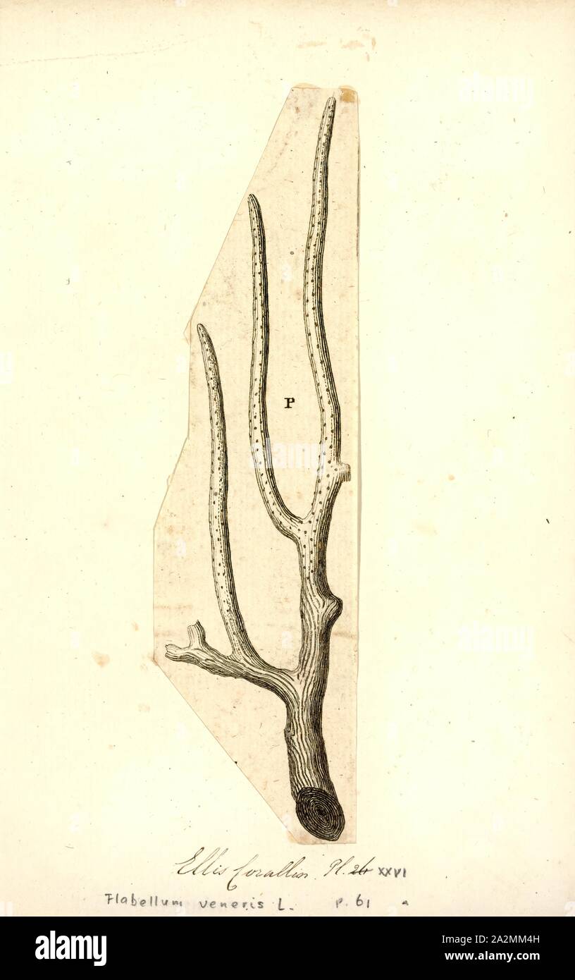 Veneris hi-res stock photography and images - Alamy