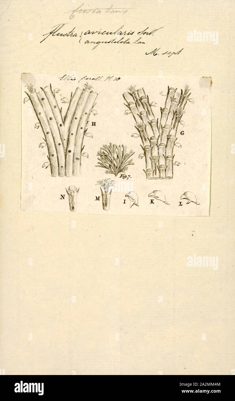 Flustra avicularis, Print Stock Photo - Alamy