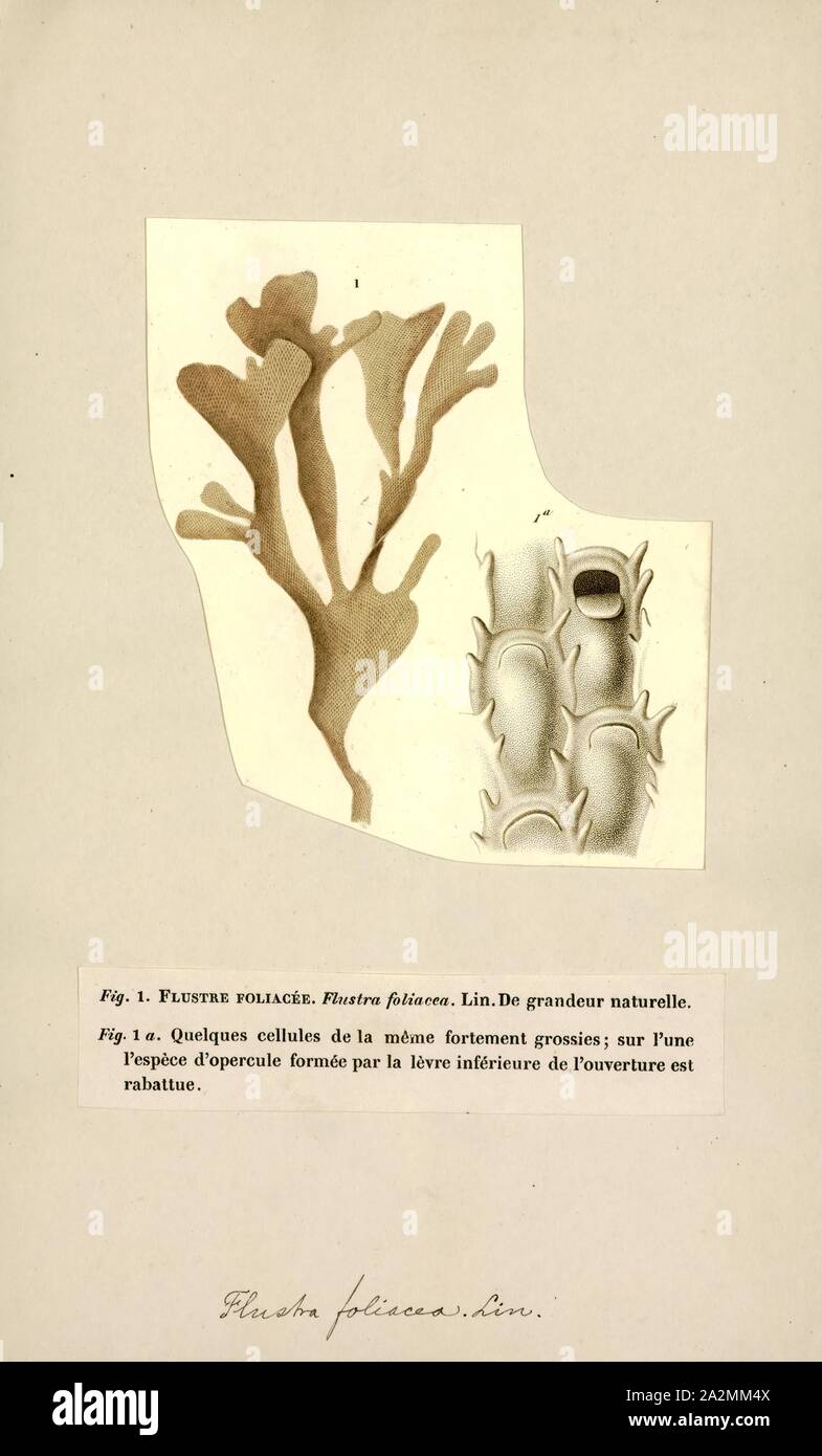1665 work micrographia hi-res stock photography and images - Alamy