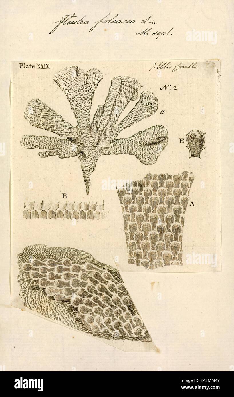 Hooke micrographia hi-res stock photography and images - Alamy