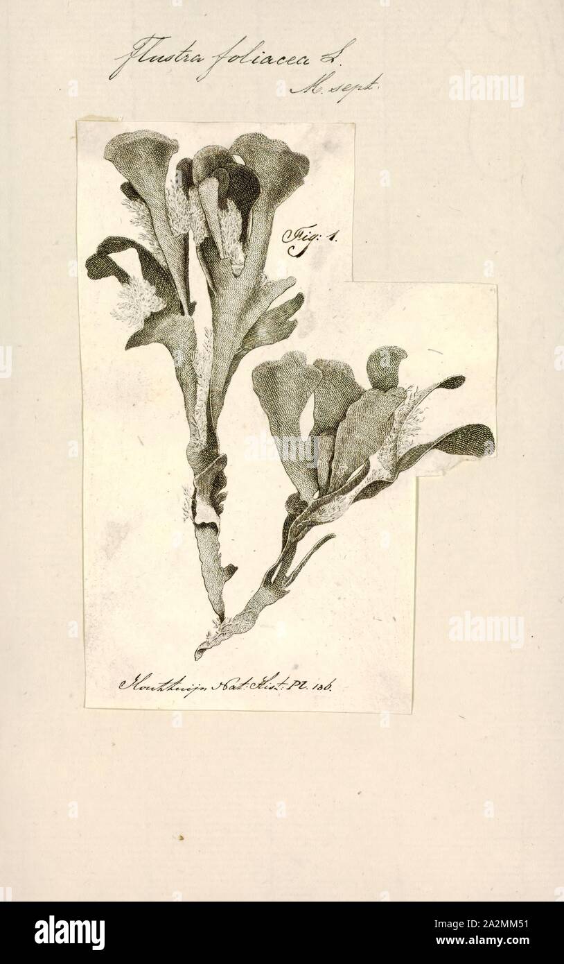 1665 work micrographia hi-res stock photography and images - Alamy
