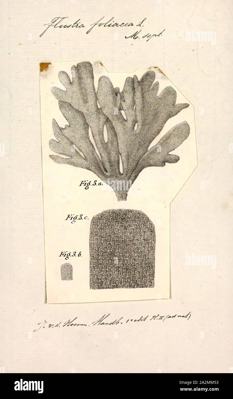 1665 work micrographia hi-res stock photography and images - Alamy