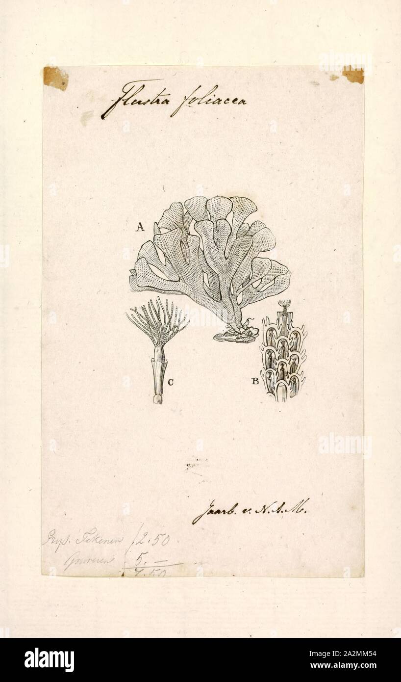 1665 work micrographia hi-res stock photography and images - Alamy
