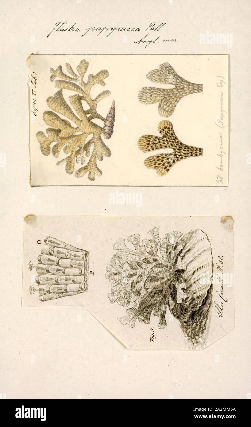 Flustra papyracea hi-res stock photography and images - Alamy