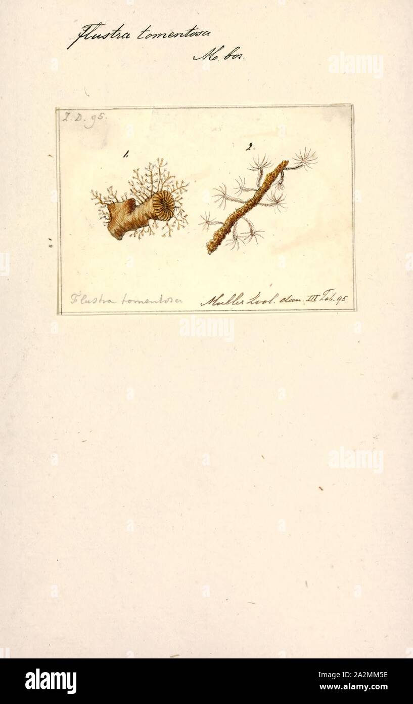 Flustra tomentosa, Print Stock Photo - Alamy